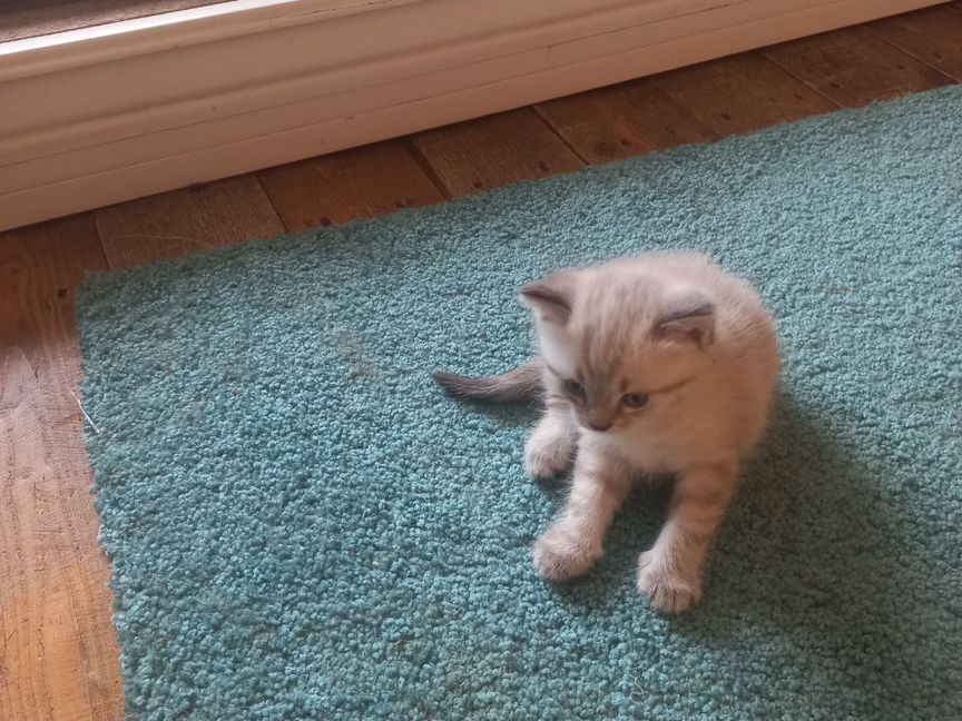 Котёнок белый с кофейным оттенком