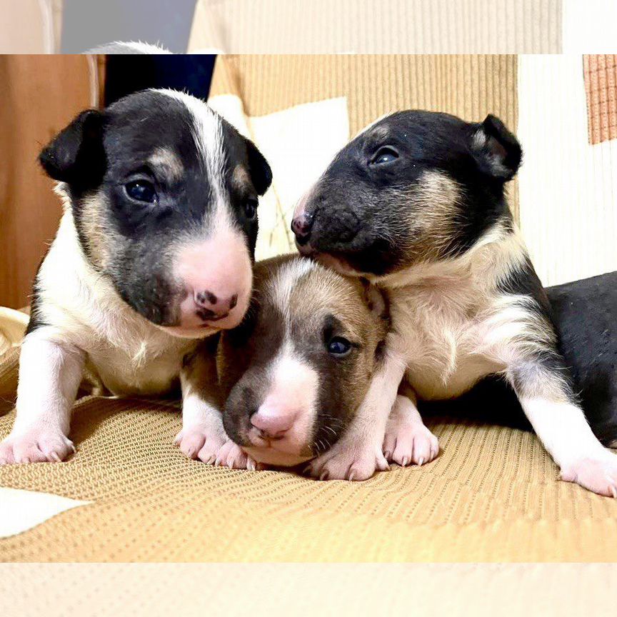 Мини-бультерьер, щенок