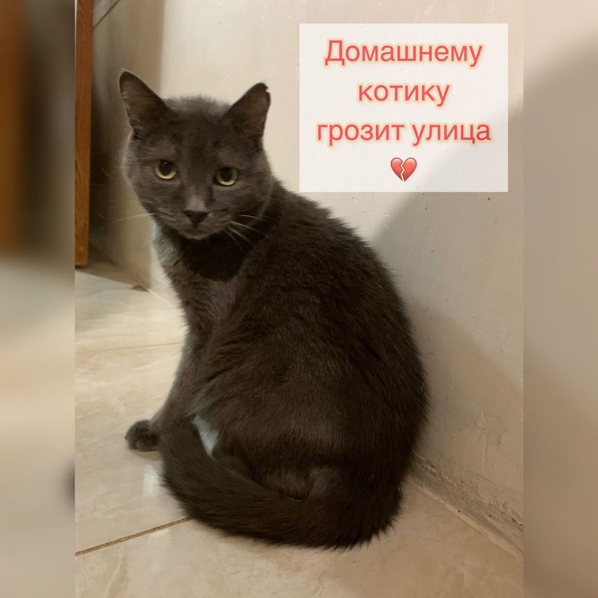 Русская голубая