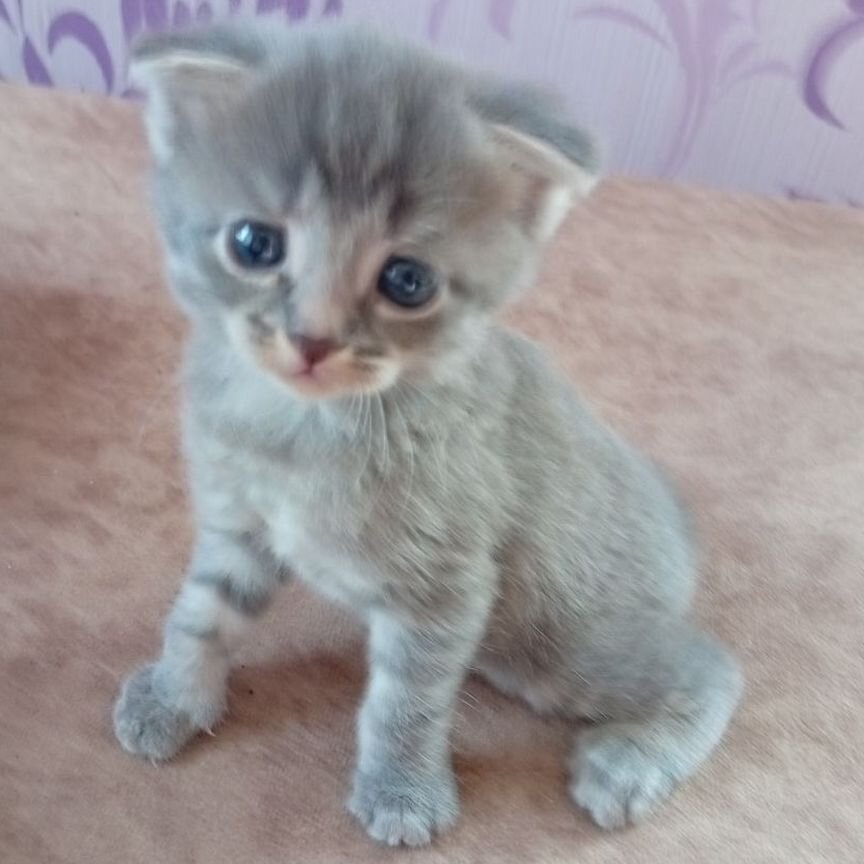 Шотландский вислоухий короткошёрстный котёнок