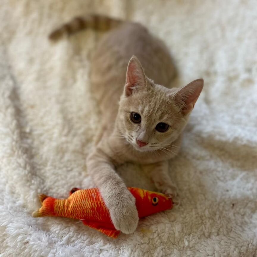 Котик рыжий