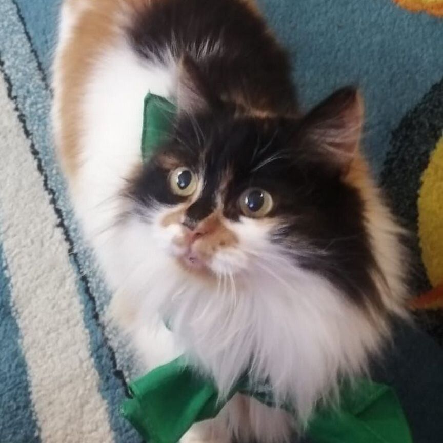 Сибирская кошешка Пуша в дар