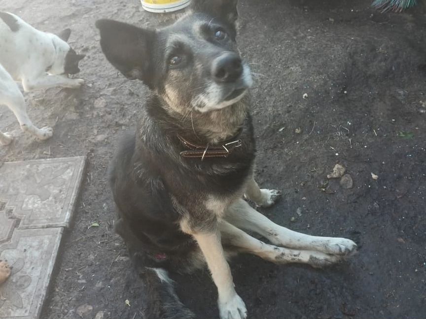 Кто возьмёт собаку инвалида