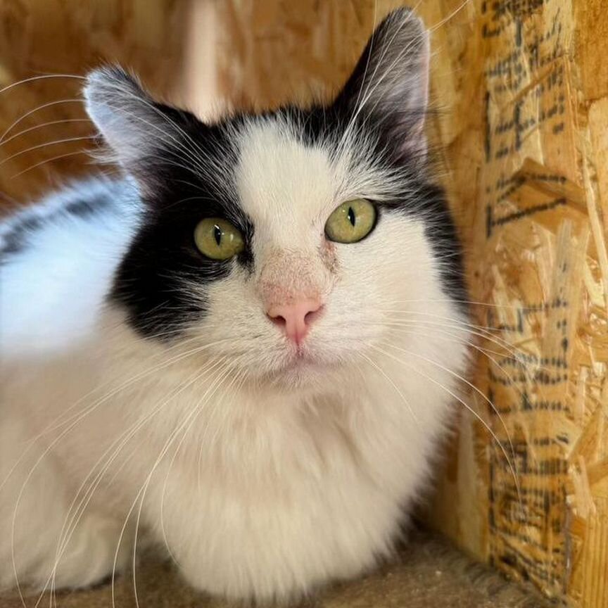 Кот в добрые руки