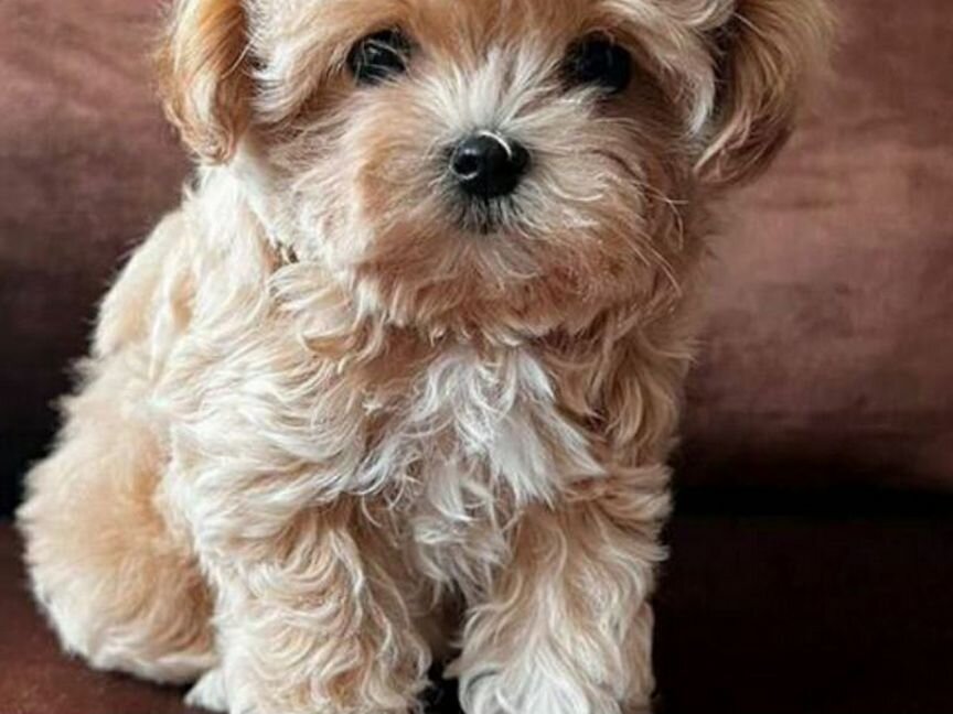 Щенки мальтипу мини