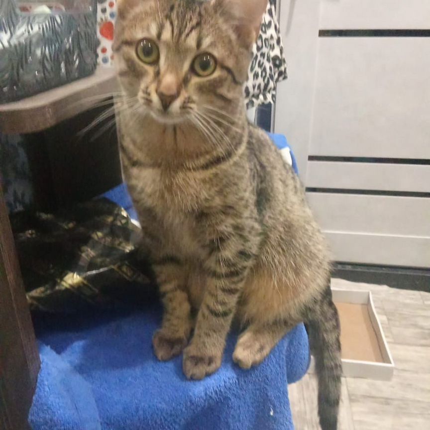 Котенок - Матросик