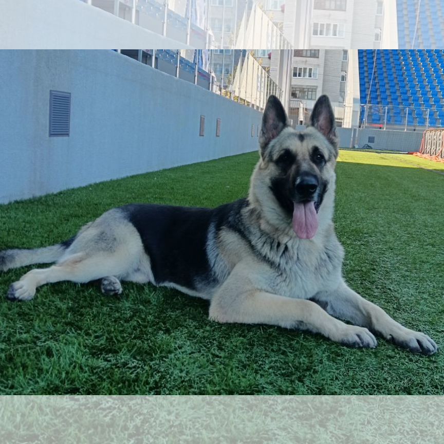 Восточноевропейская овчарка, взрослый пёс