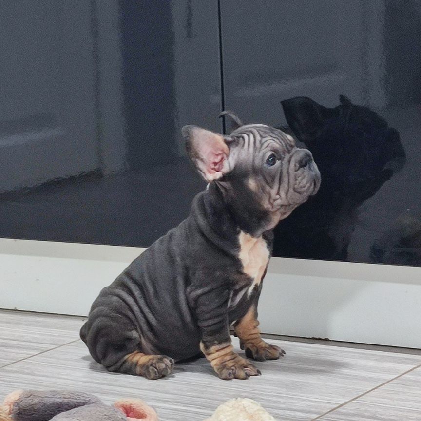 Девочка биг роп вельвет