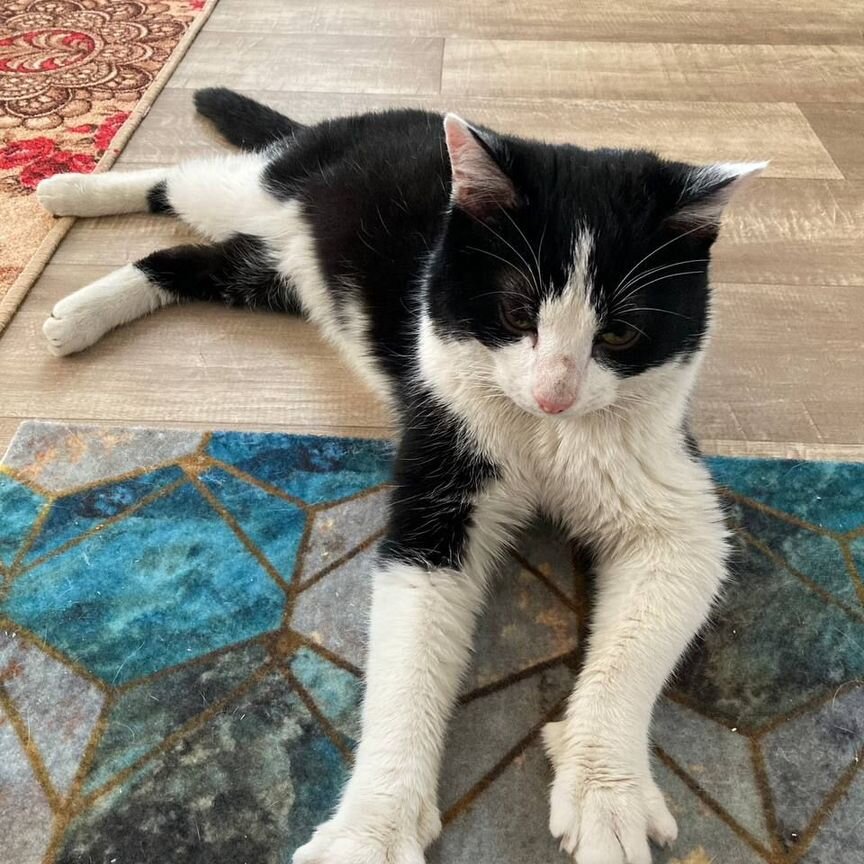 Взрослый кот в добрые руки