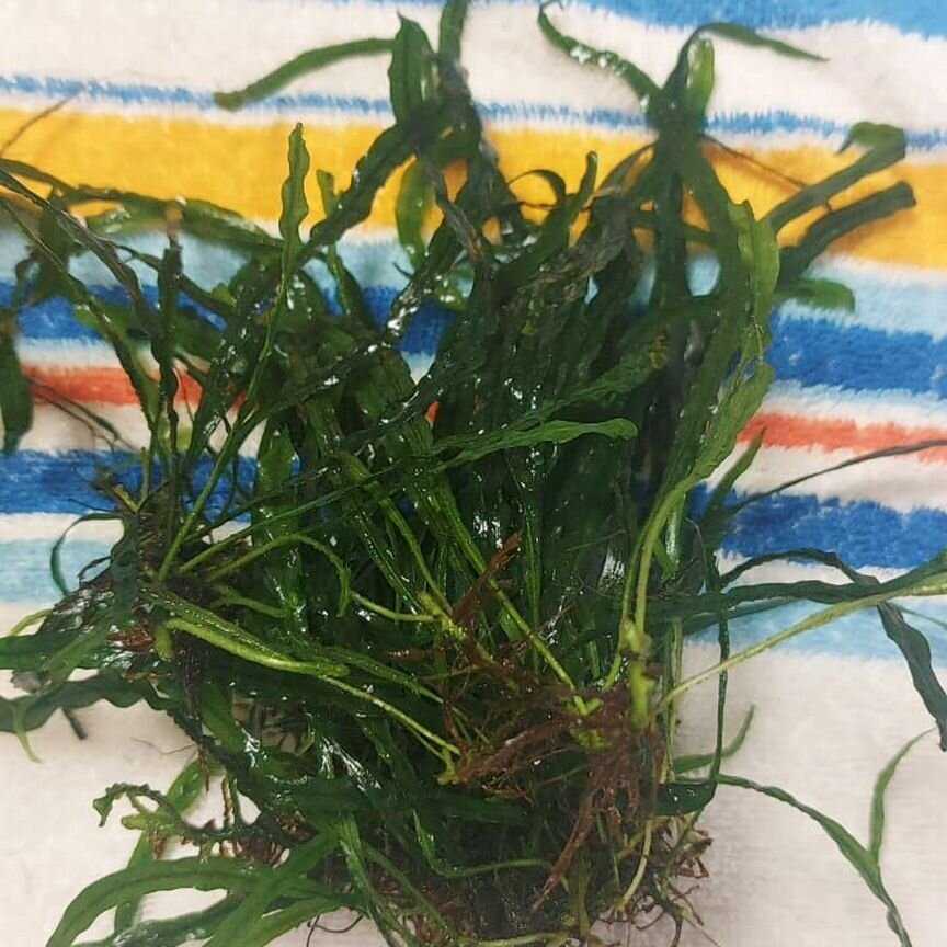 Аквариумное растение