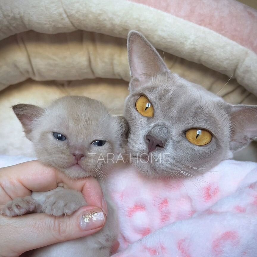 Шоколадная бурма