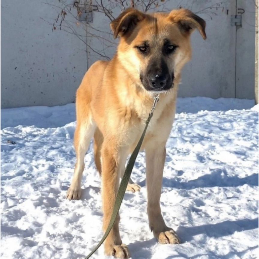 Взрослая собака в добрые руки