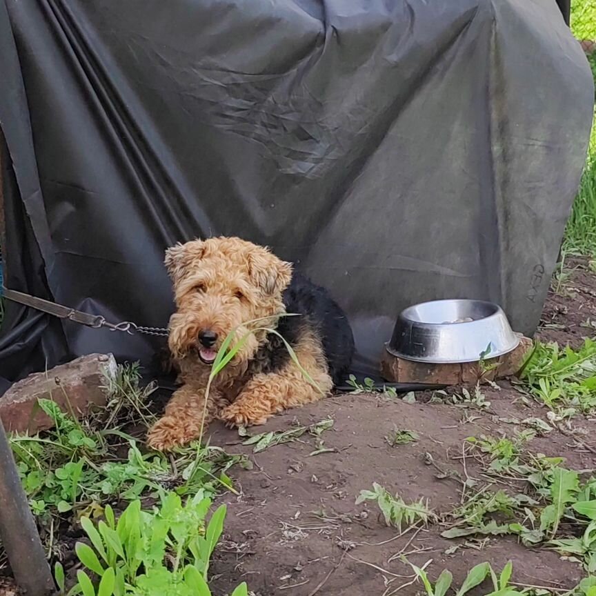 Собака вельштерьер