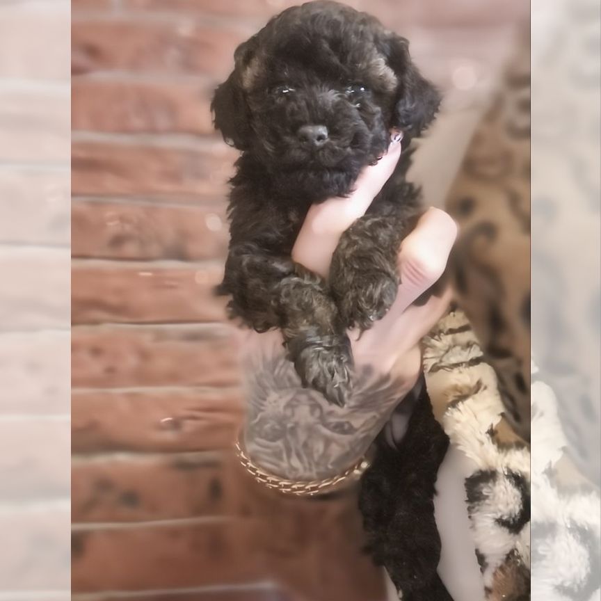 Той-пудель, щенок