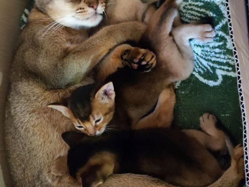 Абиссинские котята