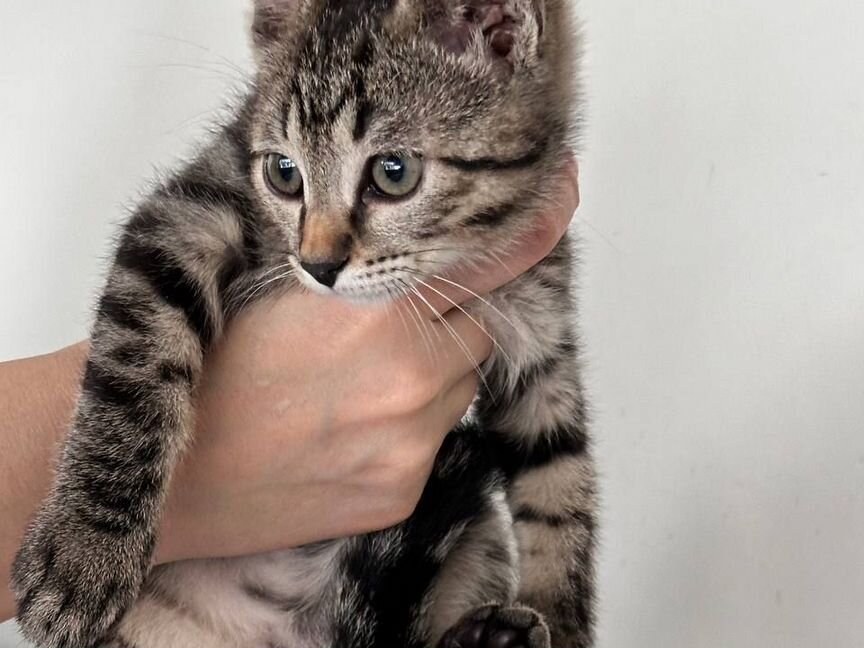 Очаровательные котята ищут дом
