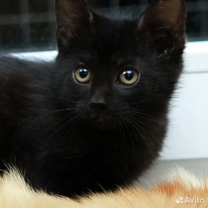 Черныш 2 мес мальчик суперский