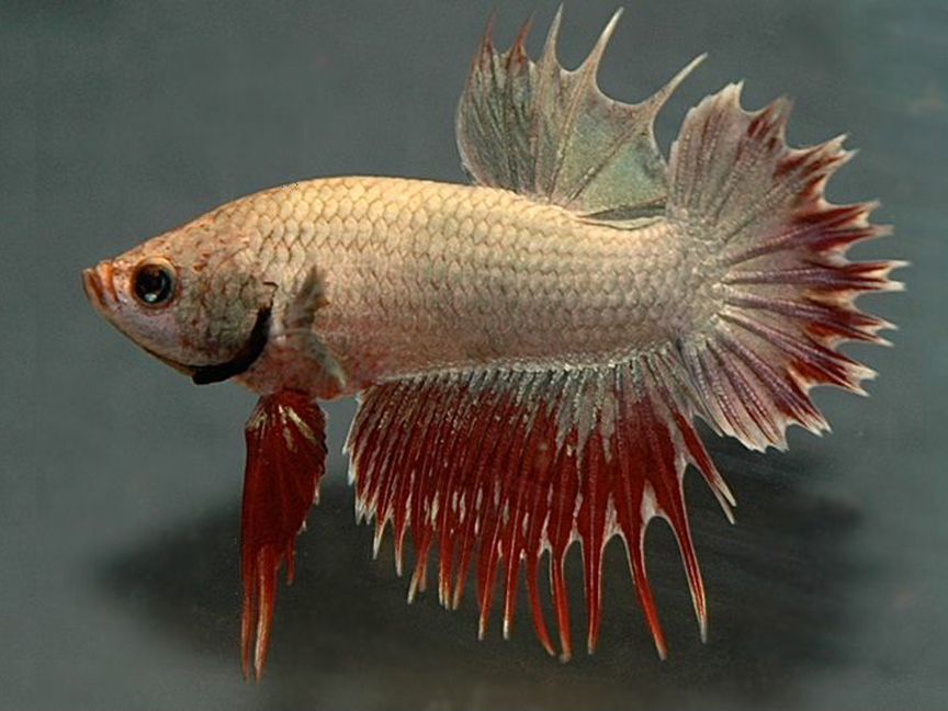 Петушок коронохвостый ассорти, самка