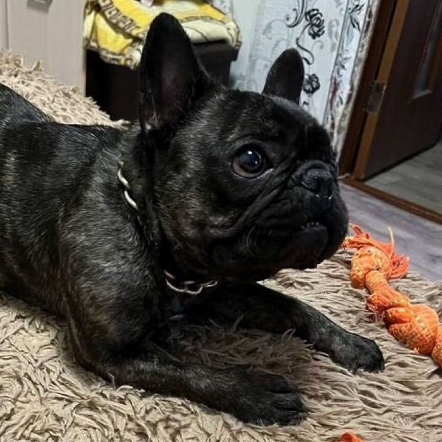 Французский бульдог бесплатно в добрые руки