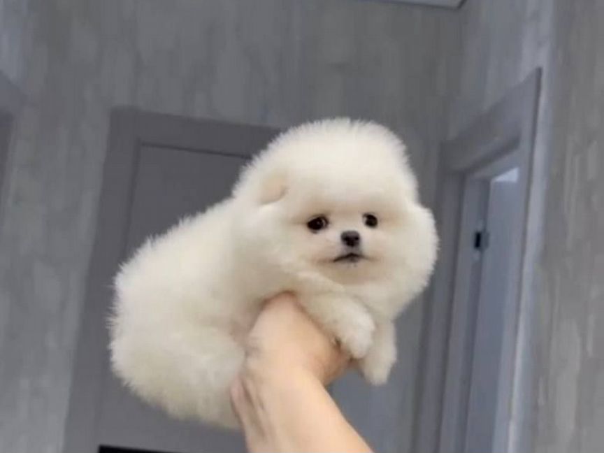 Продам собаку порода шпиц мини