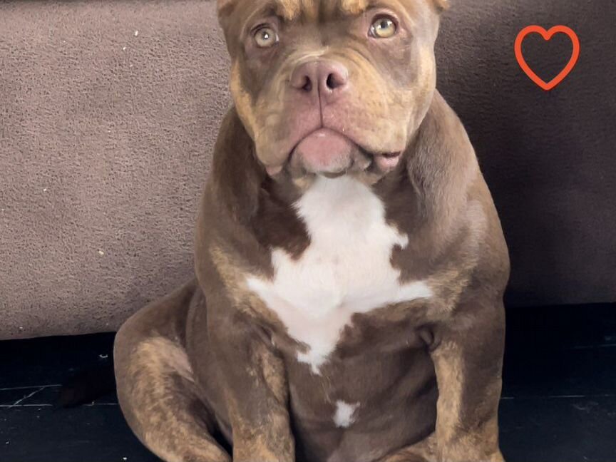 Американский булли шоко