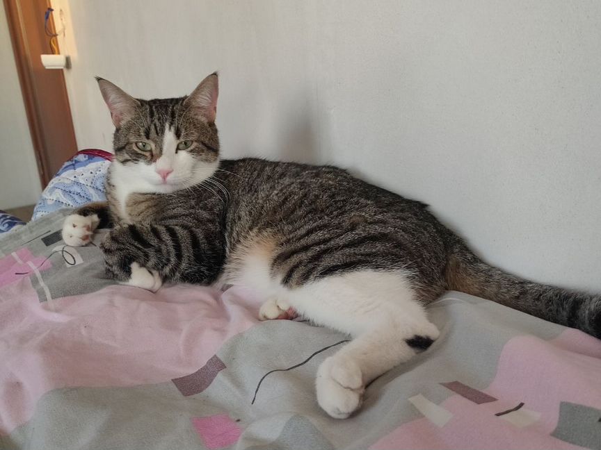 Потерялся кот