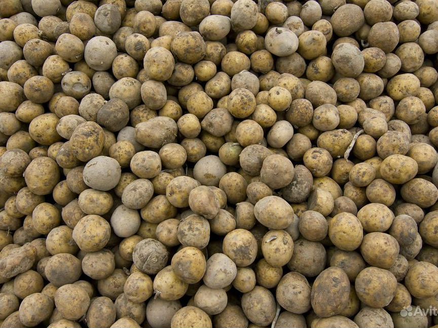 Мелкий картофель