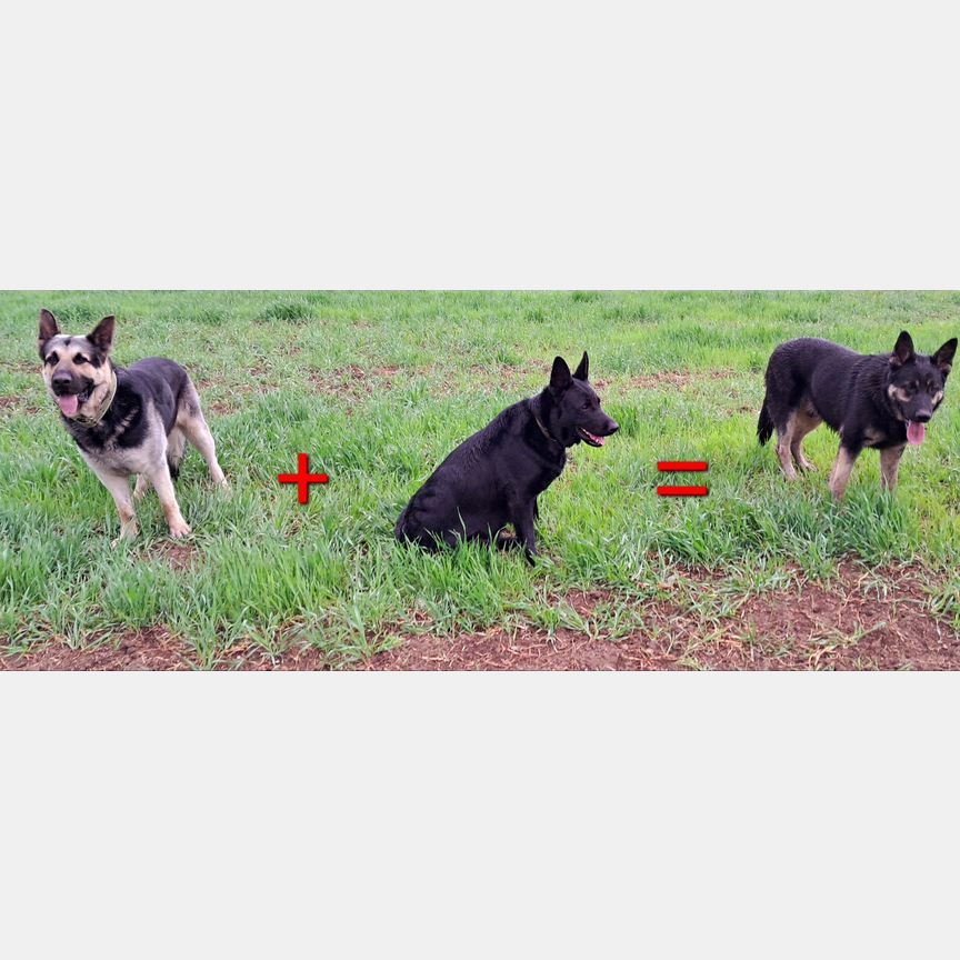 Восточно европейская овчарка