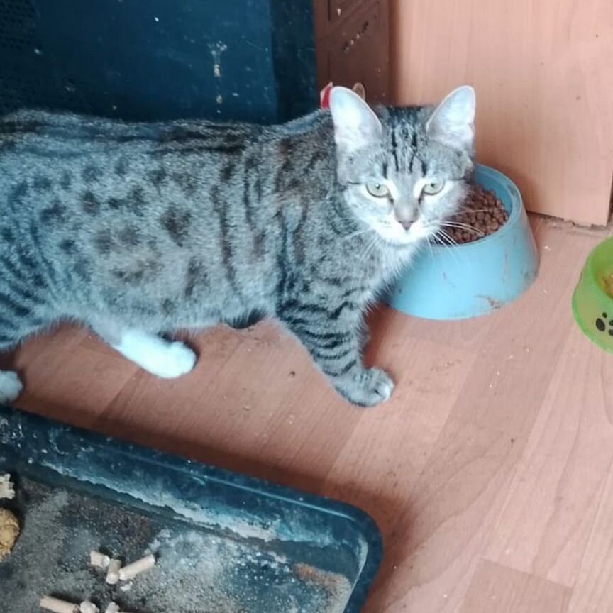 Спокойная кошечка