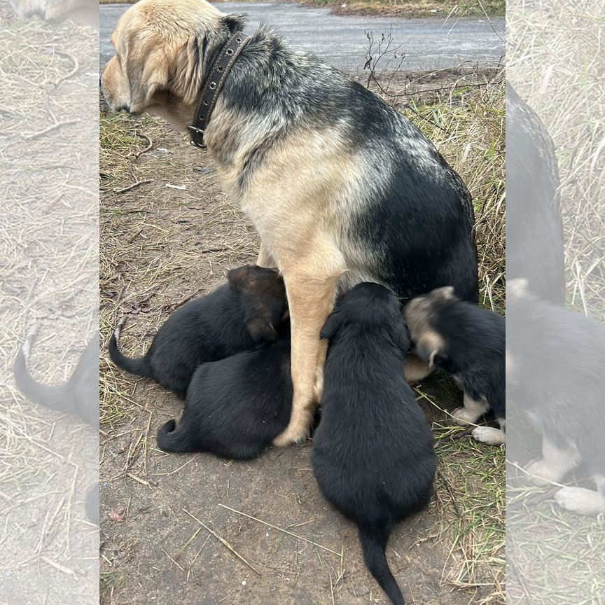 Щенок в добрые руки