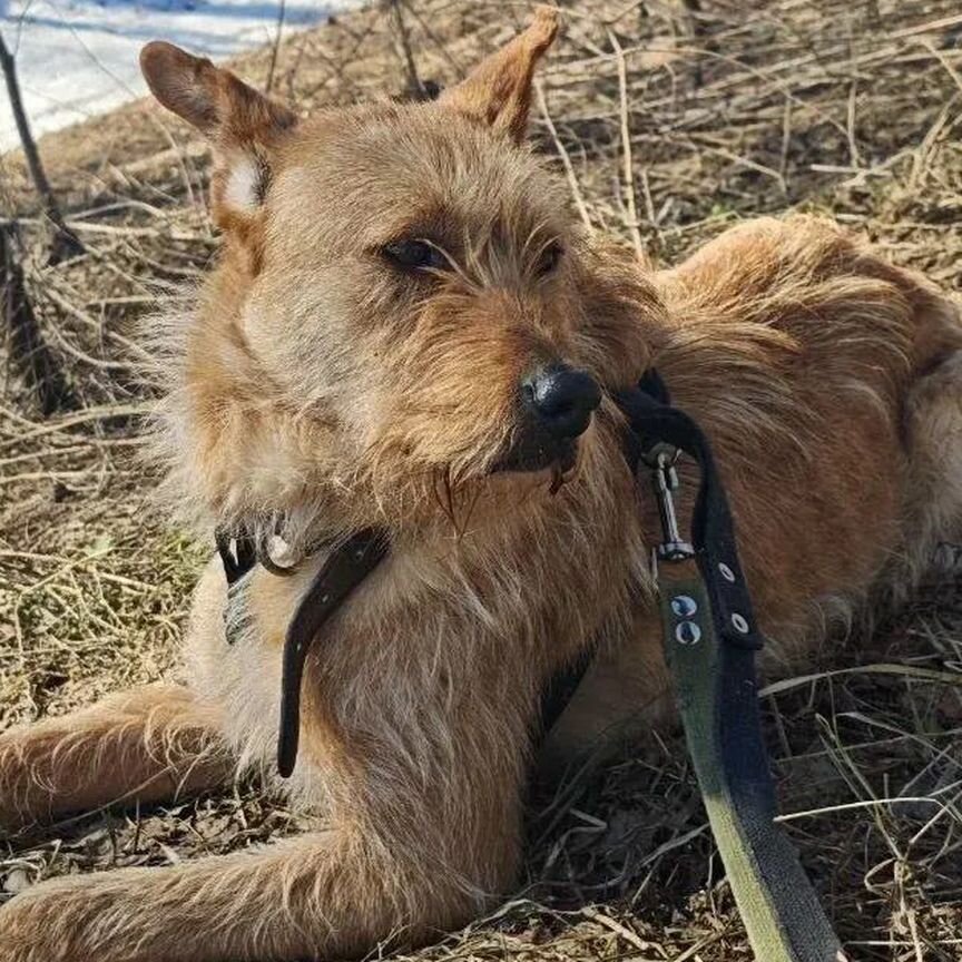 Взрослый пёс в добрые руки