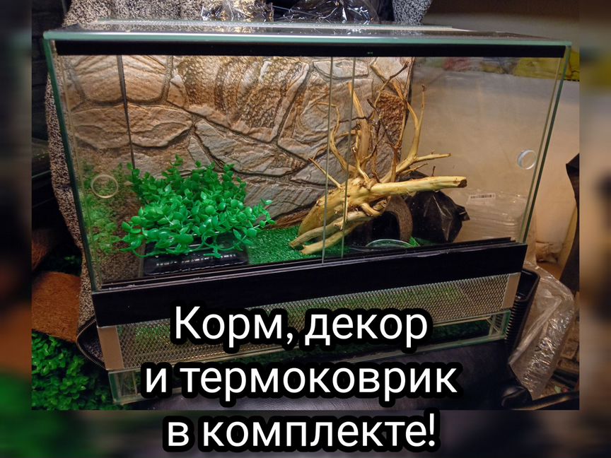 Террариум для эублефара