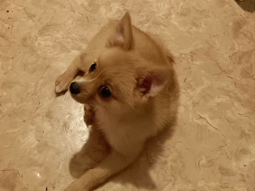 Шпицчихуахуа