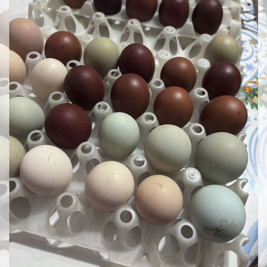 Инкубационное яйцо куриное