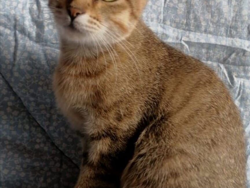 Кошечка Азалия