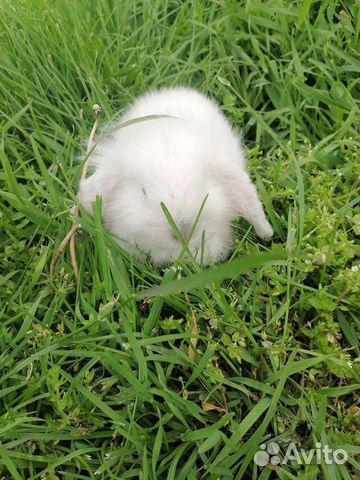 Крольченок mini декор