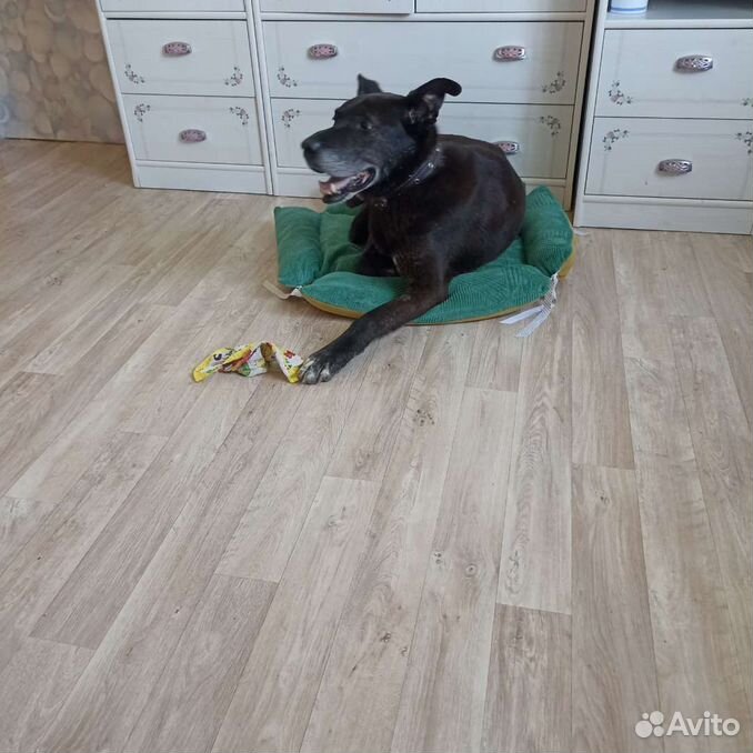 Собака с тяжёлой судьбой 10+