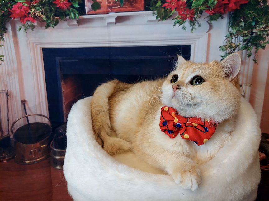 Золотой мальчик