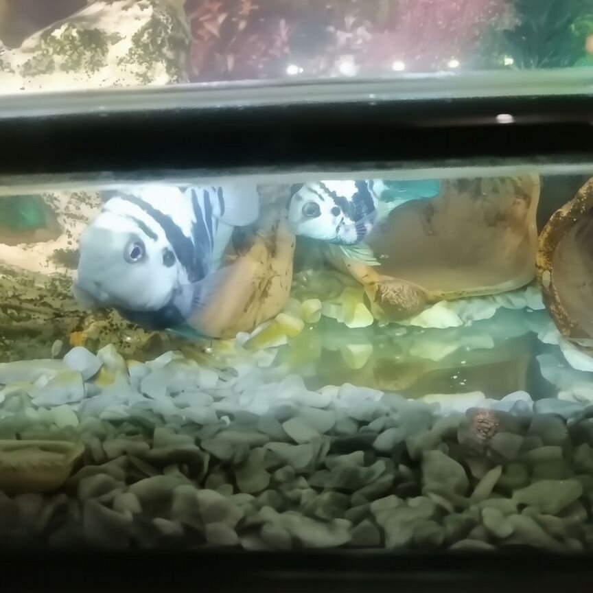 Рыбы сапфировый попугай