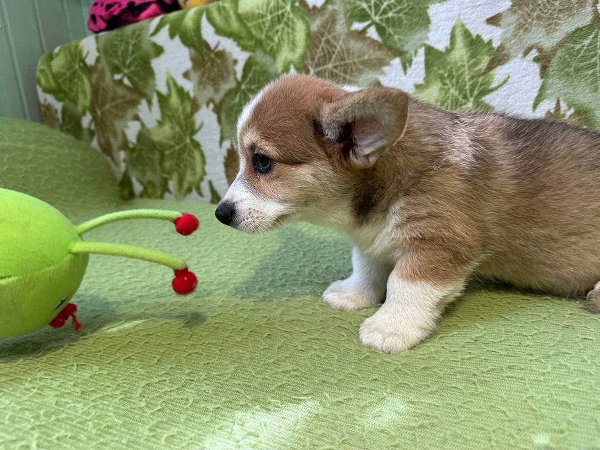 Вельш-корги пемброк