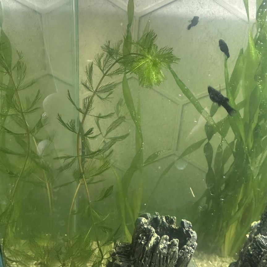 Аквариумные растения