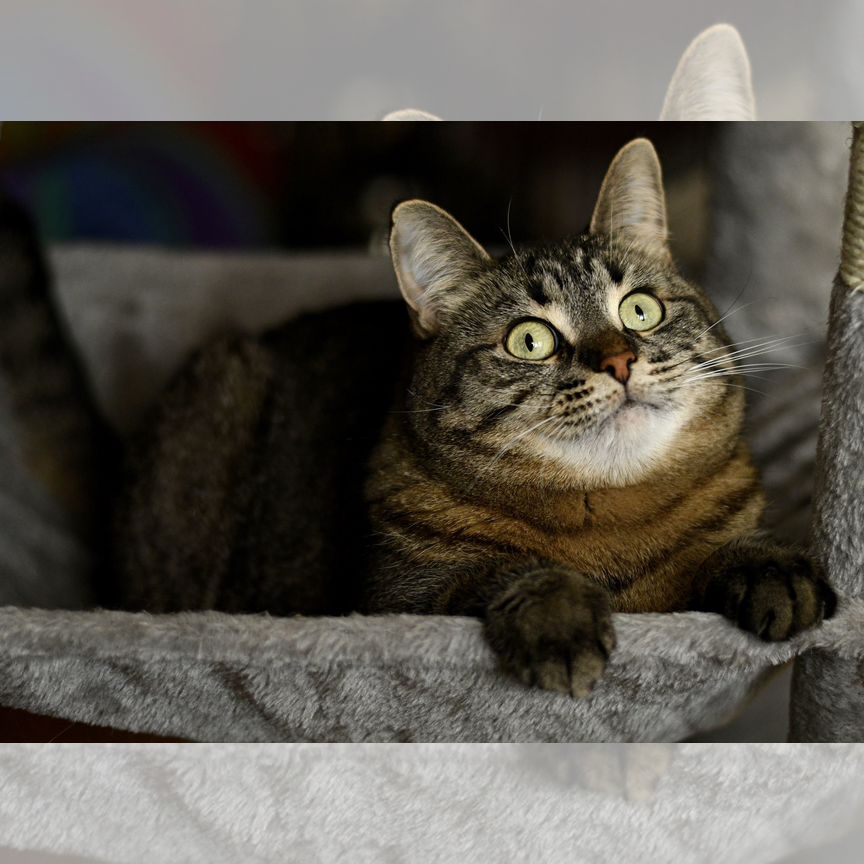 Взрослая кошка из приюта