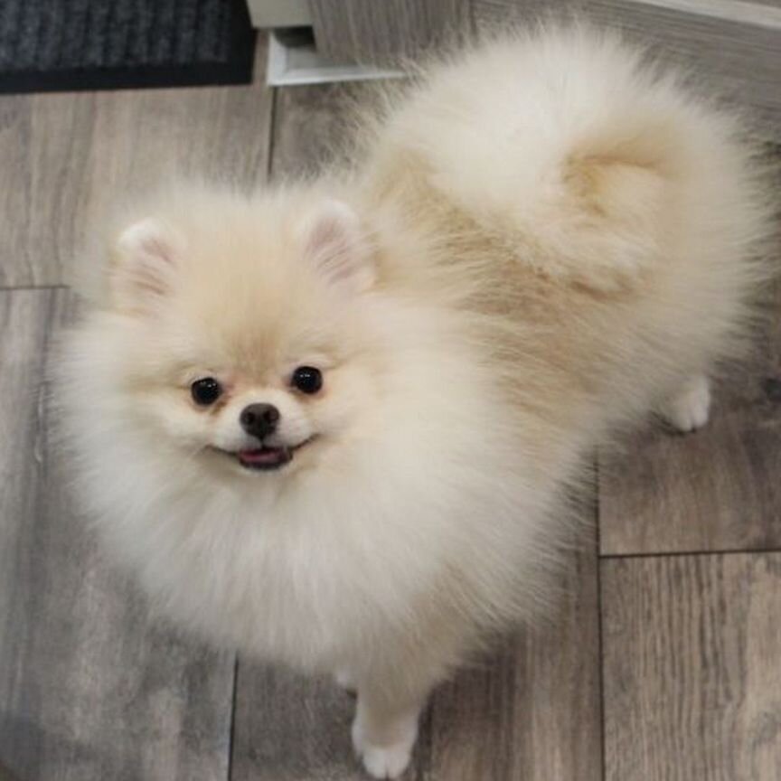 Померанский шпиц девочка