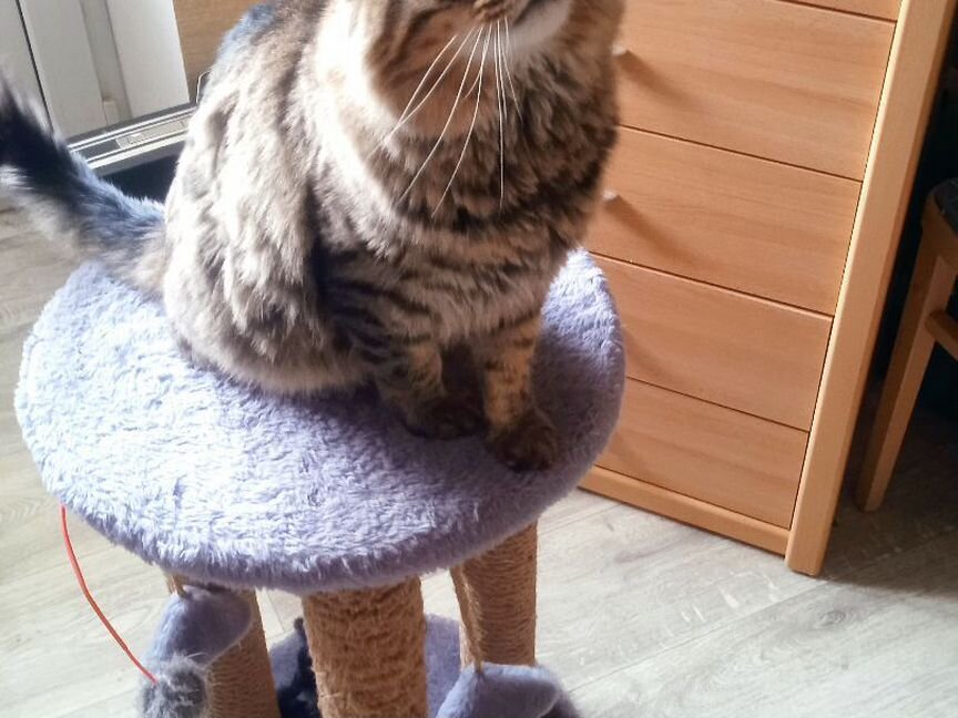 Кот