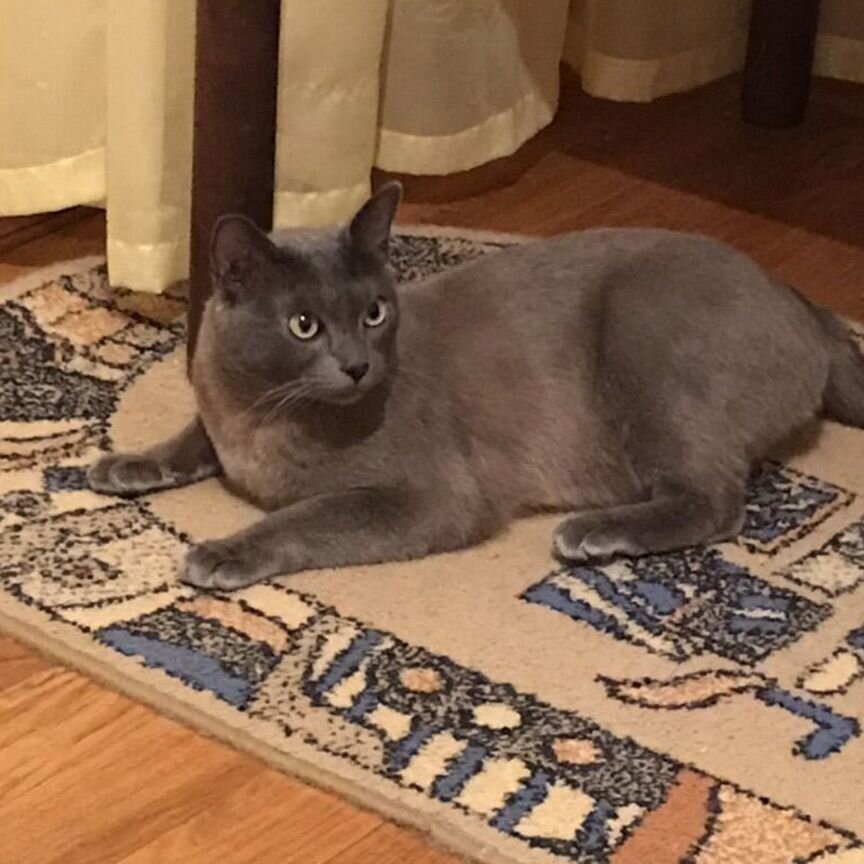 Бархатный котик