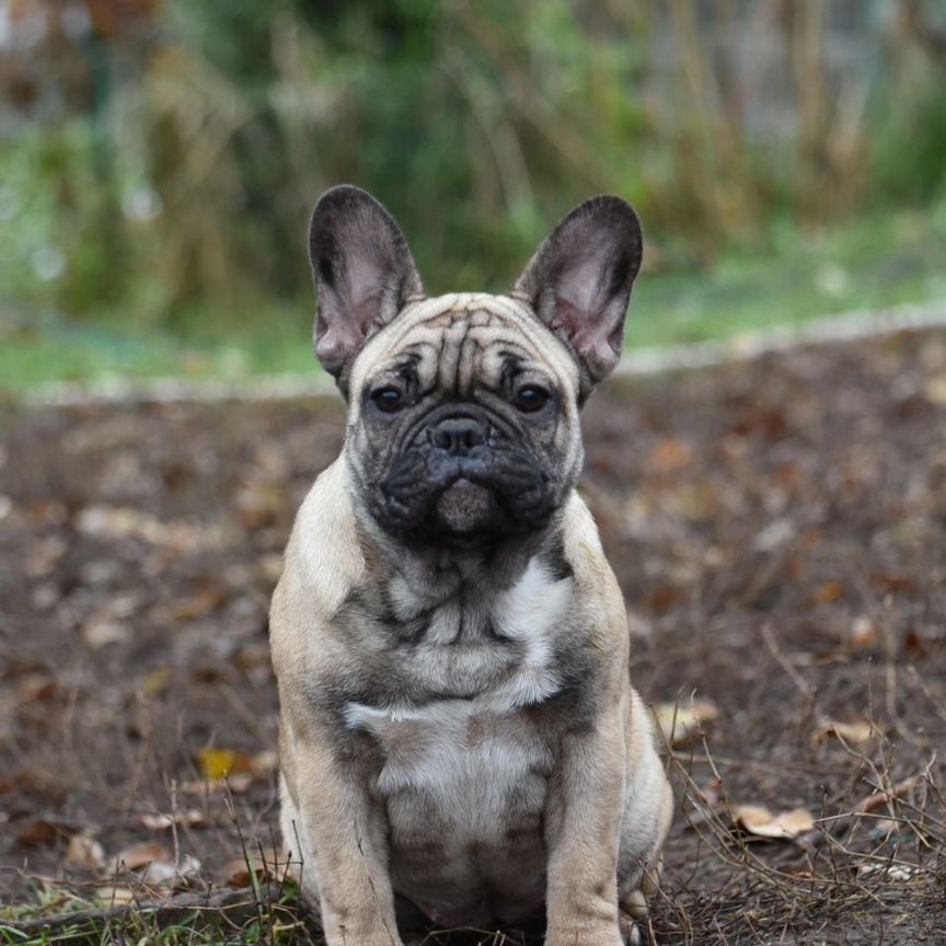 Французский бульдог. Девочка