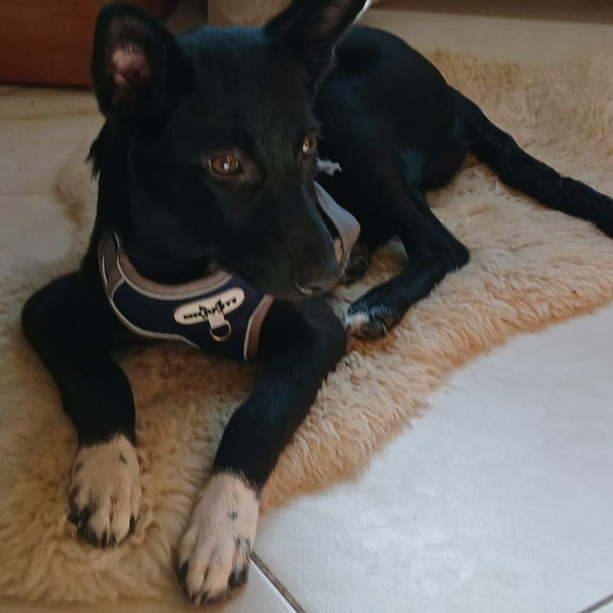 Щенок в добрые руки