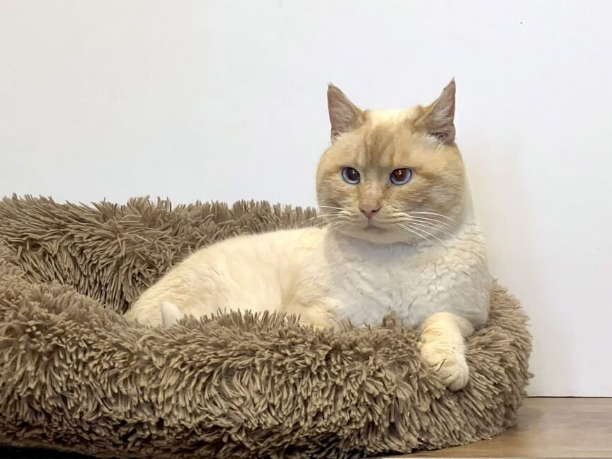 Синеглазый кот в добрые руки