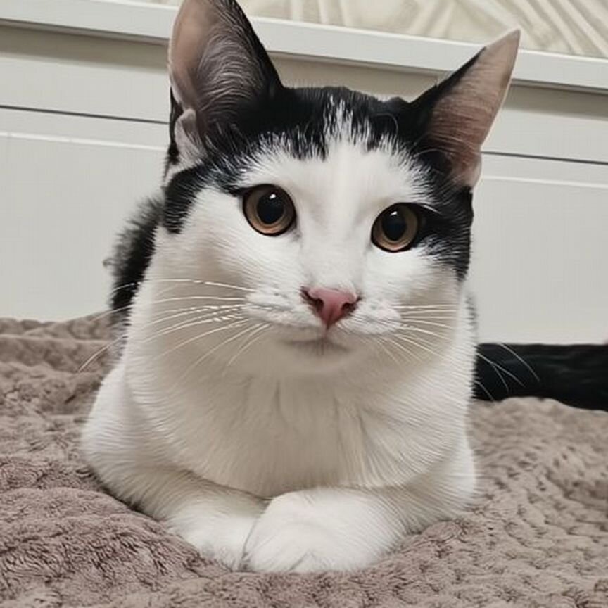 Котёнок от частного владельца