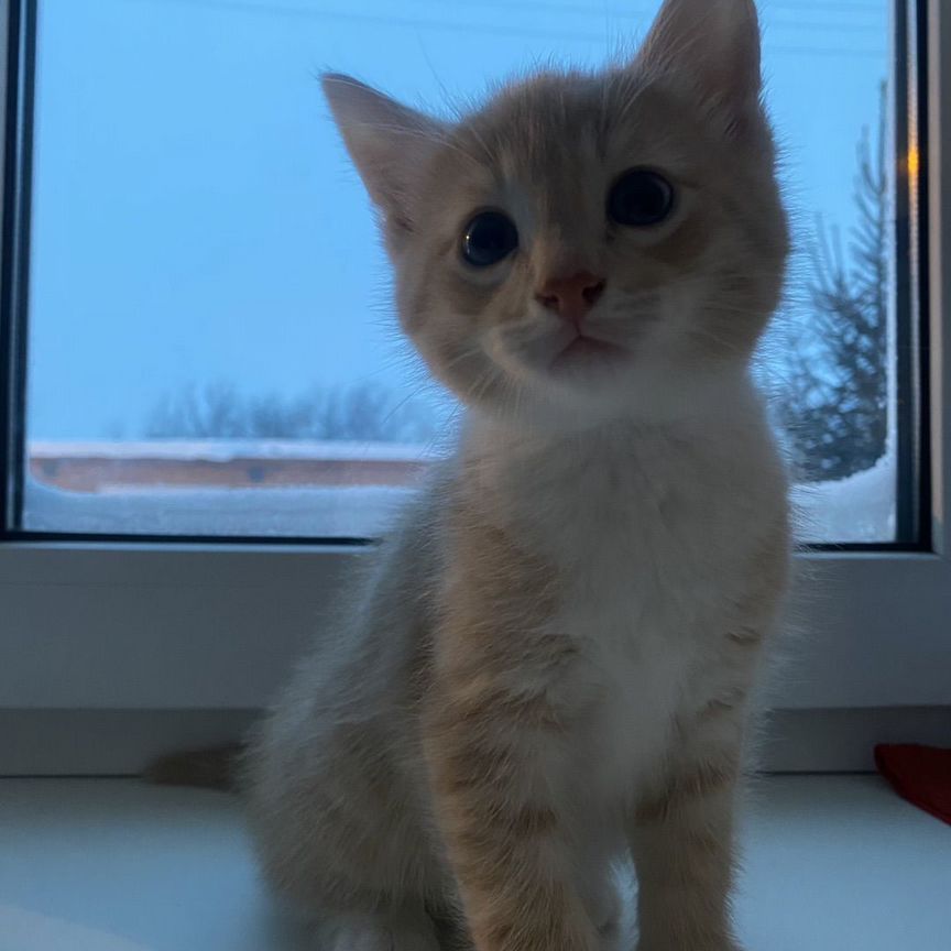 Котёнок в добрые руки